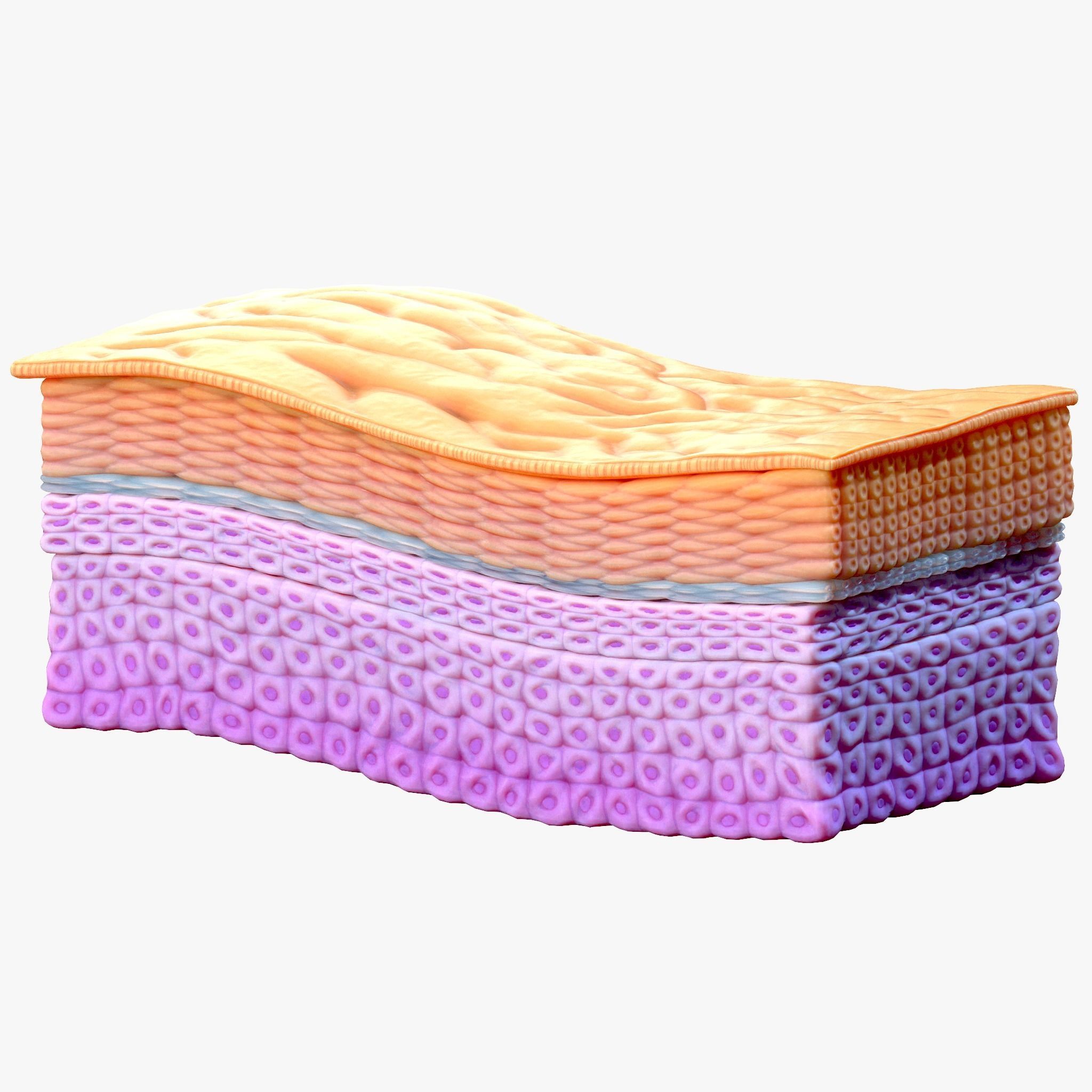 Epidermis Cross Section 3D model | CGTrader