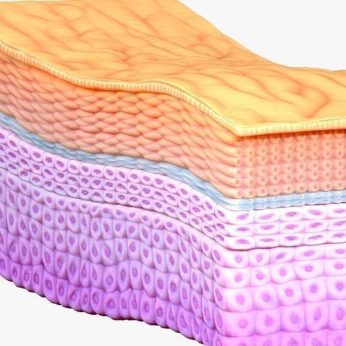 Epidermis Cross Section 3D model | CGTrader