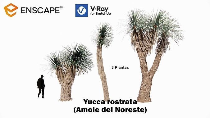 Yucca rostrata 3D model | CGTrader