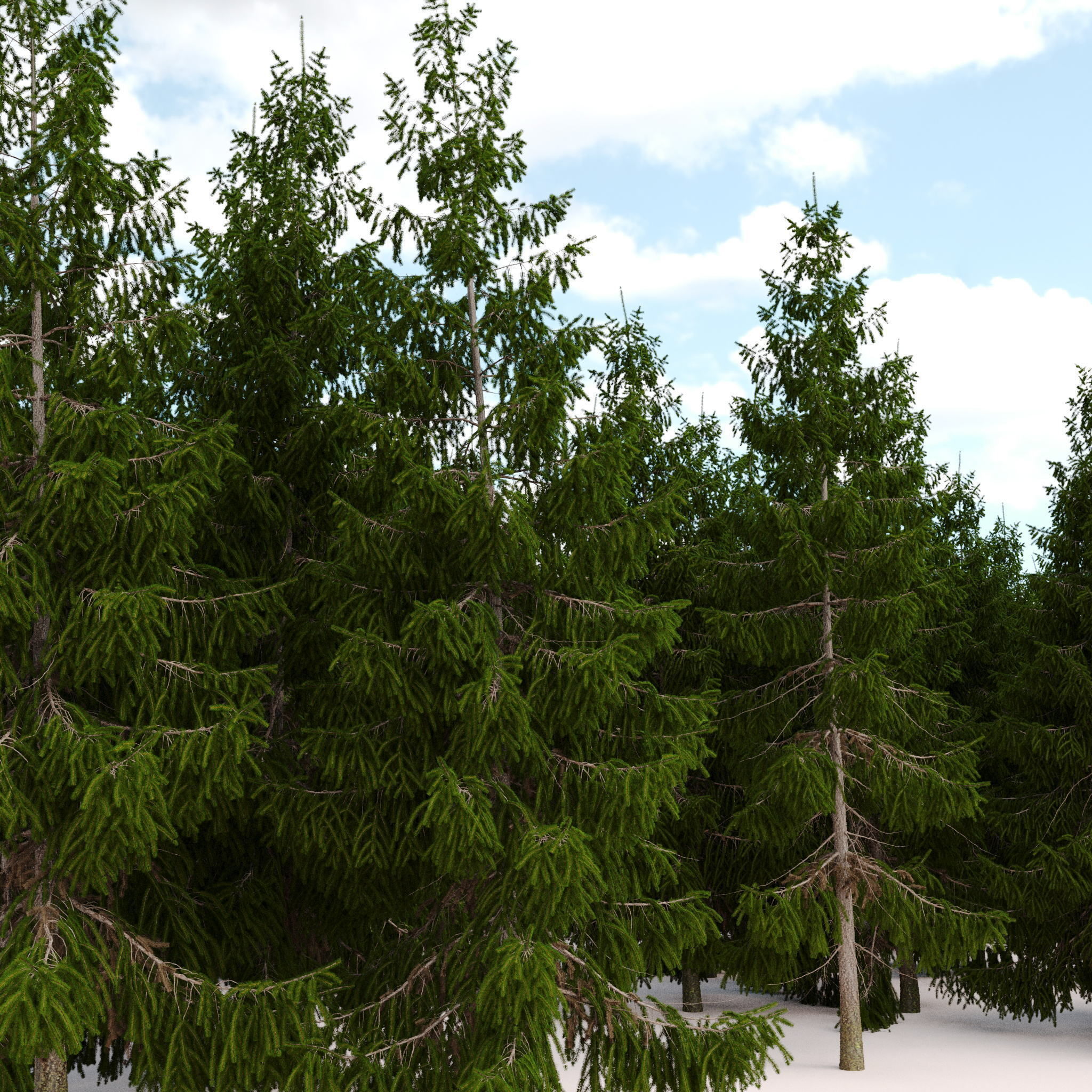 Spruce 6m 3D model | CGTrader
