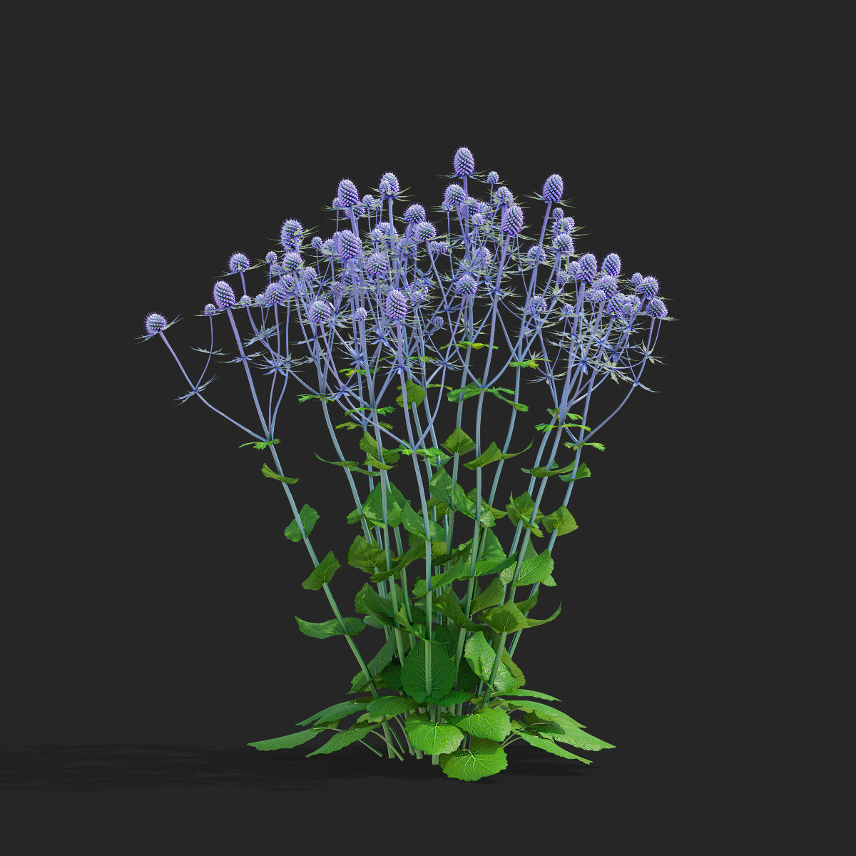 Eryngium planum flower 3D model | CGTrader