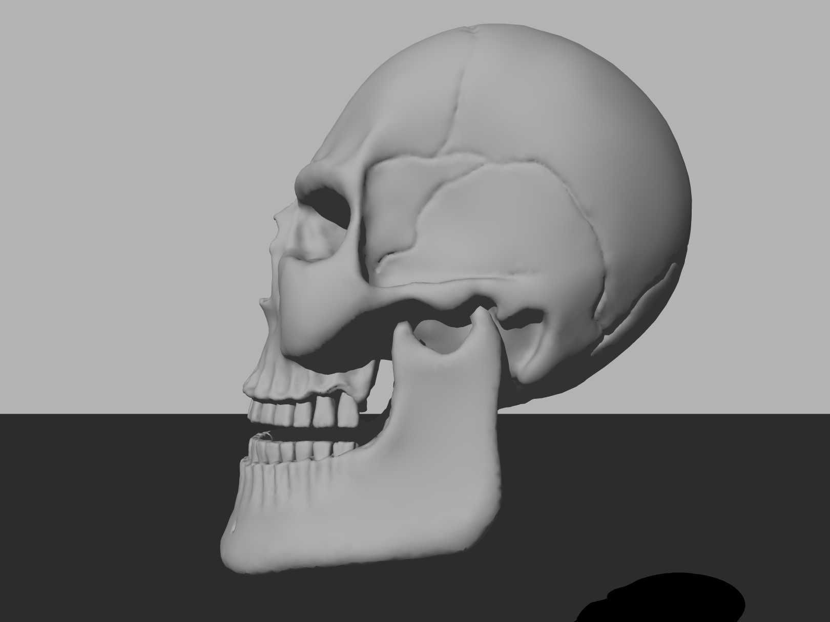 sculptris skull free 3D model | CGTrader