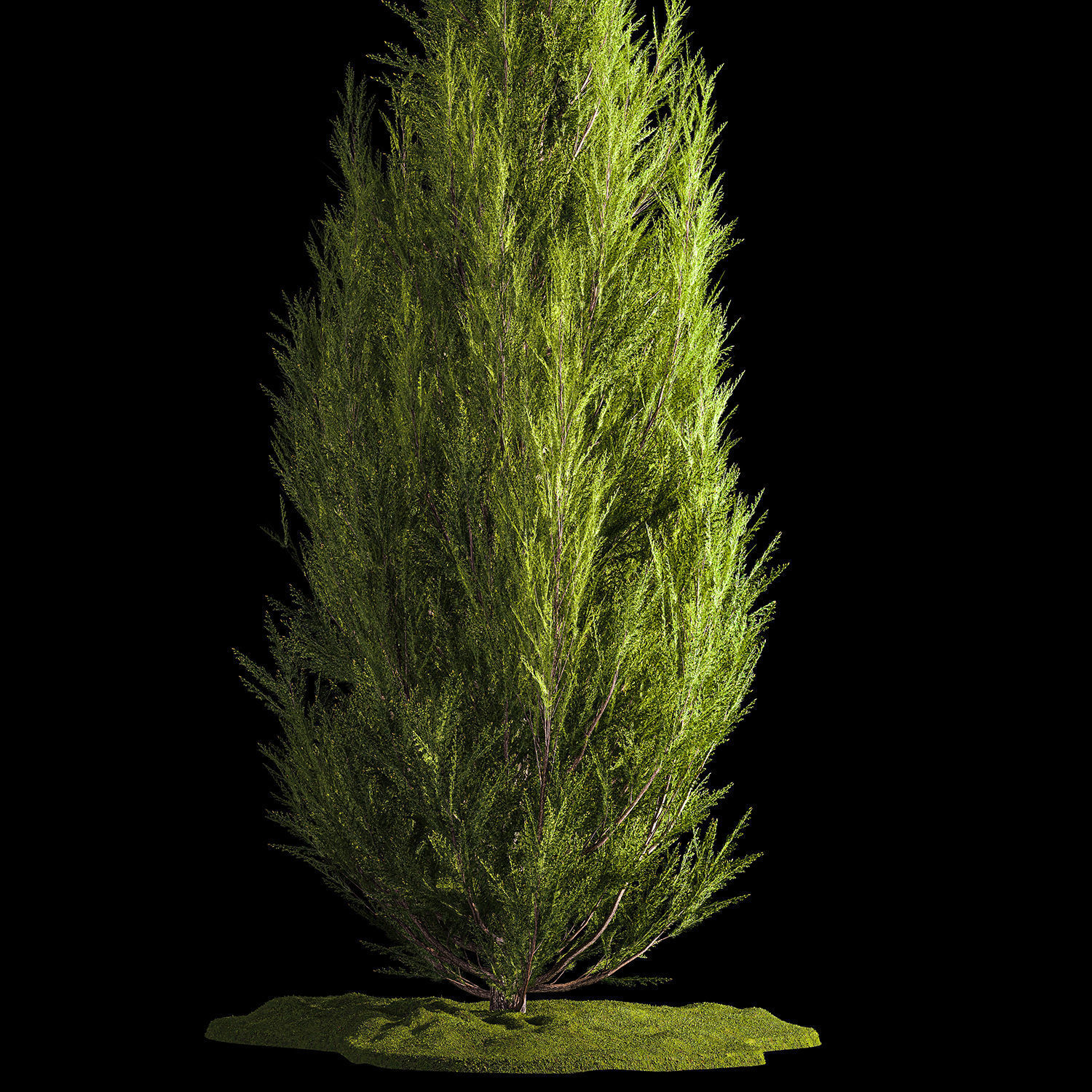 Juniper and thuja bushes for landscape design 1165 3D model | CGTrader