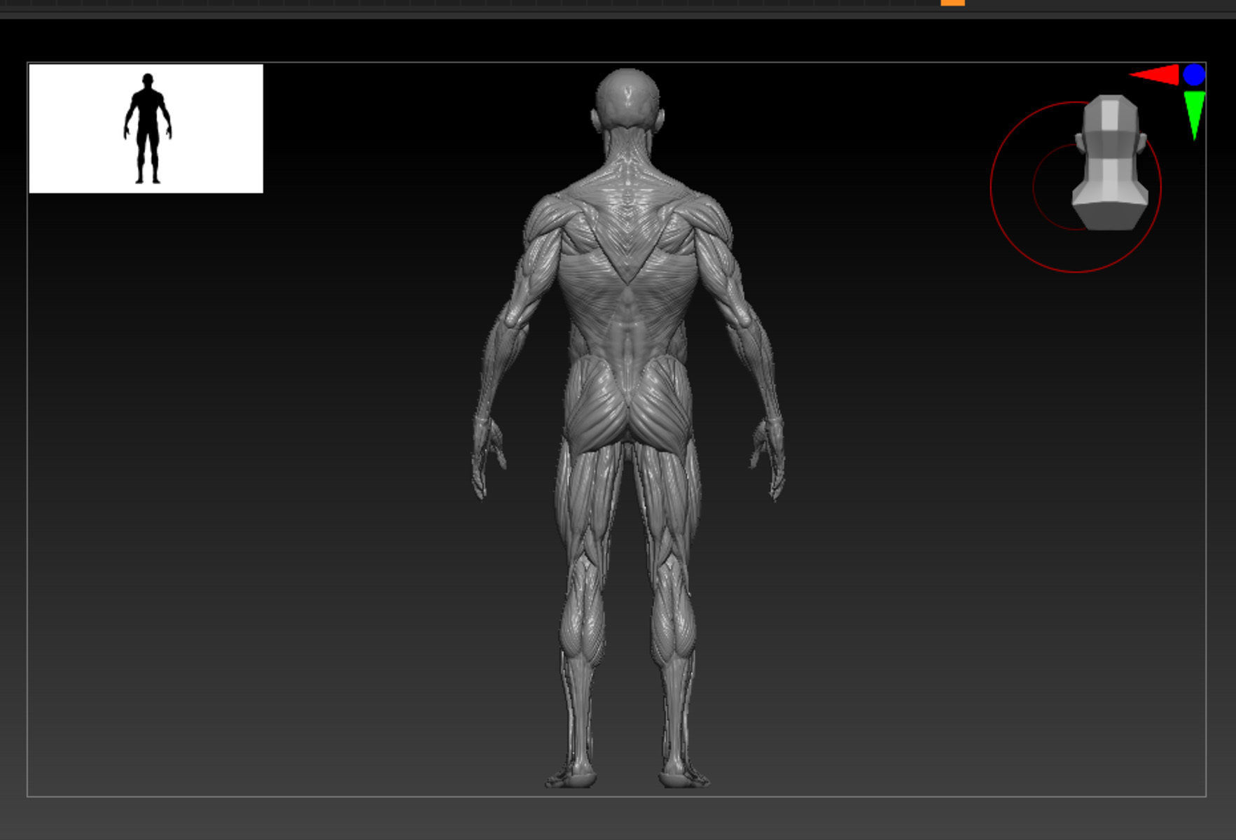 Male Anatomy 3D print ready detailed model 3D model 3D printable | CGTrader