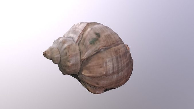 Seashell free VR / AR / low-poly 3D model | CGTrader