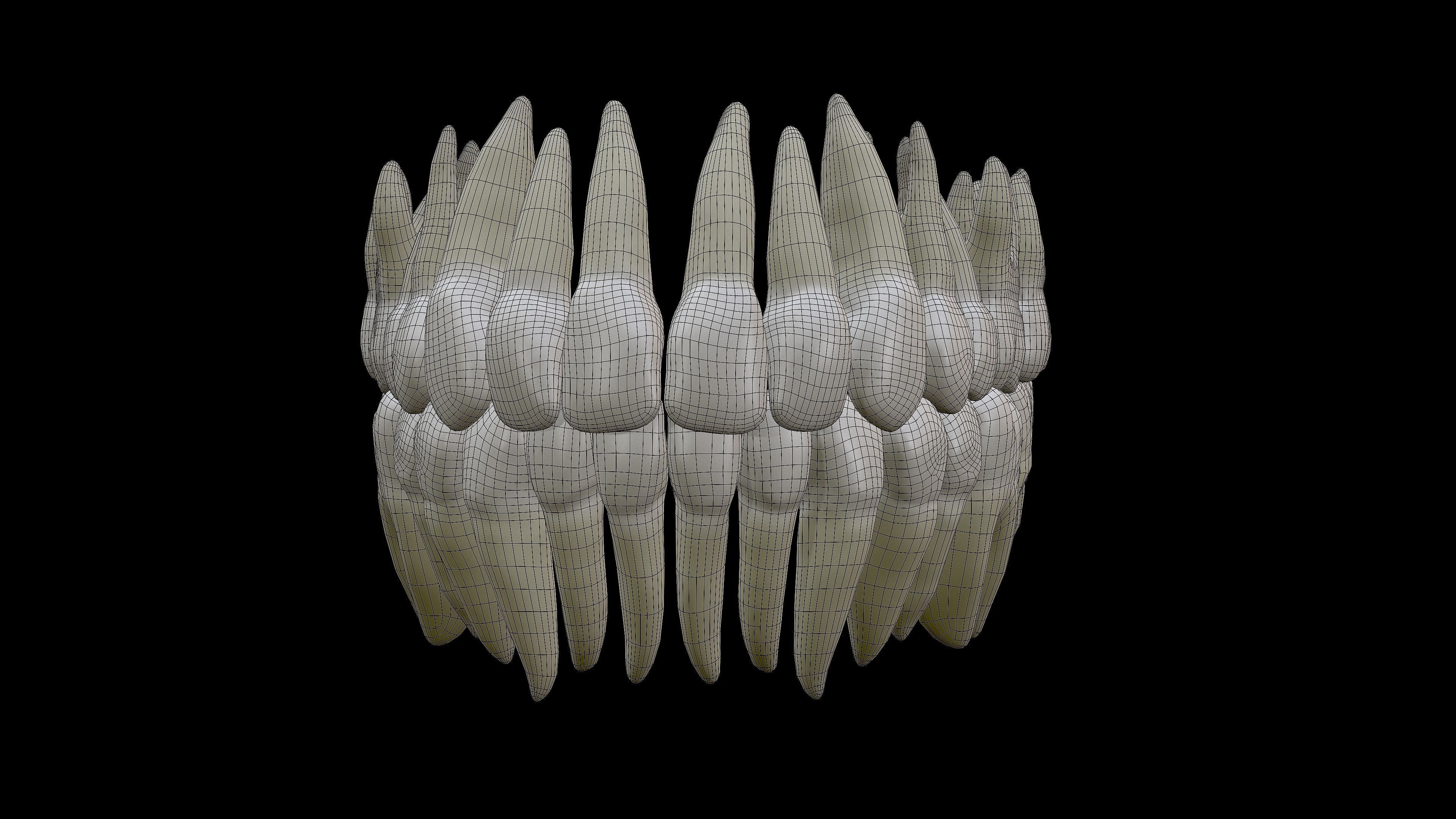 Realistic Human Teeth 3D model | CGTrader