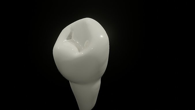 Mandibular First Premolar 3D model | CGTrader
