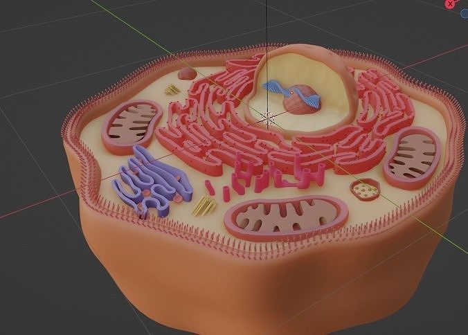 Human cell ready for 3d printing 3D model 3D printable | CGTrader