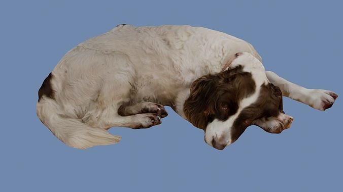 3D model Old Sleeping Springer Spaniel Dog Photoscan VR / AR / low-poly ...