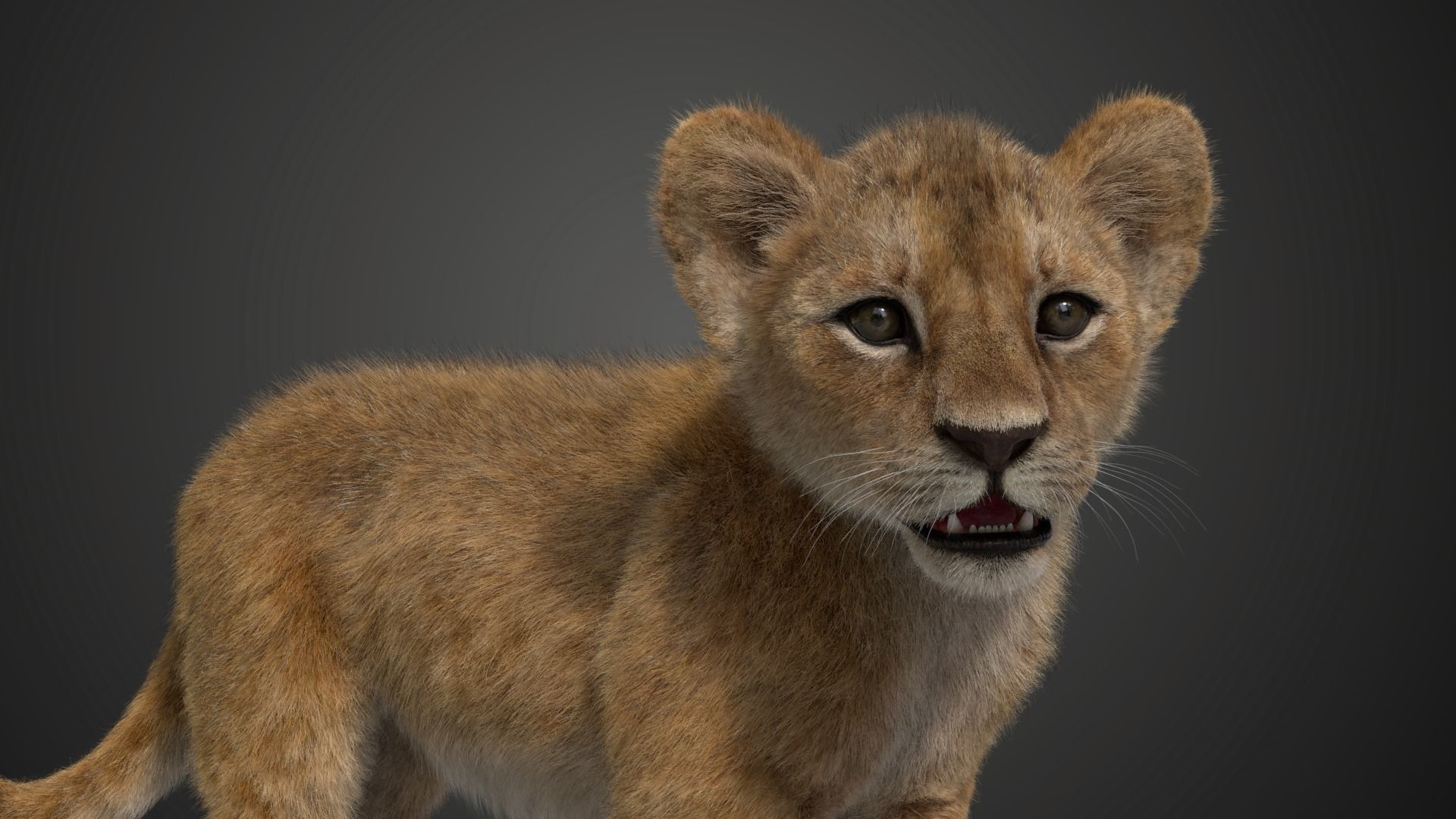 Lion Cub Animated VFX Grace 3D model animated rigged | CGTrader