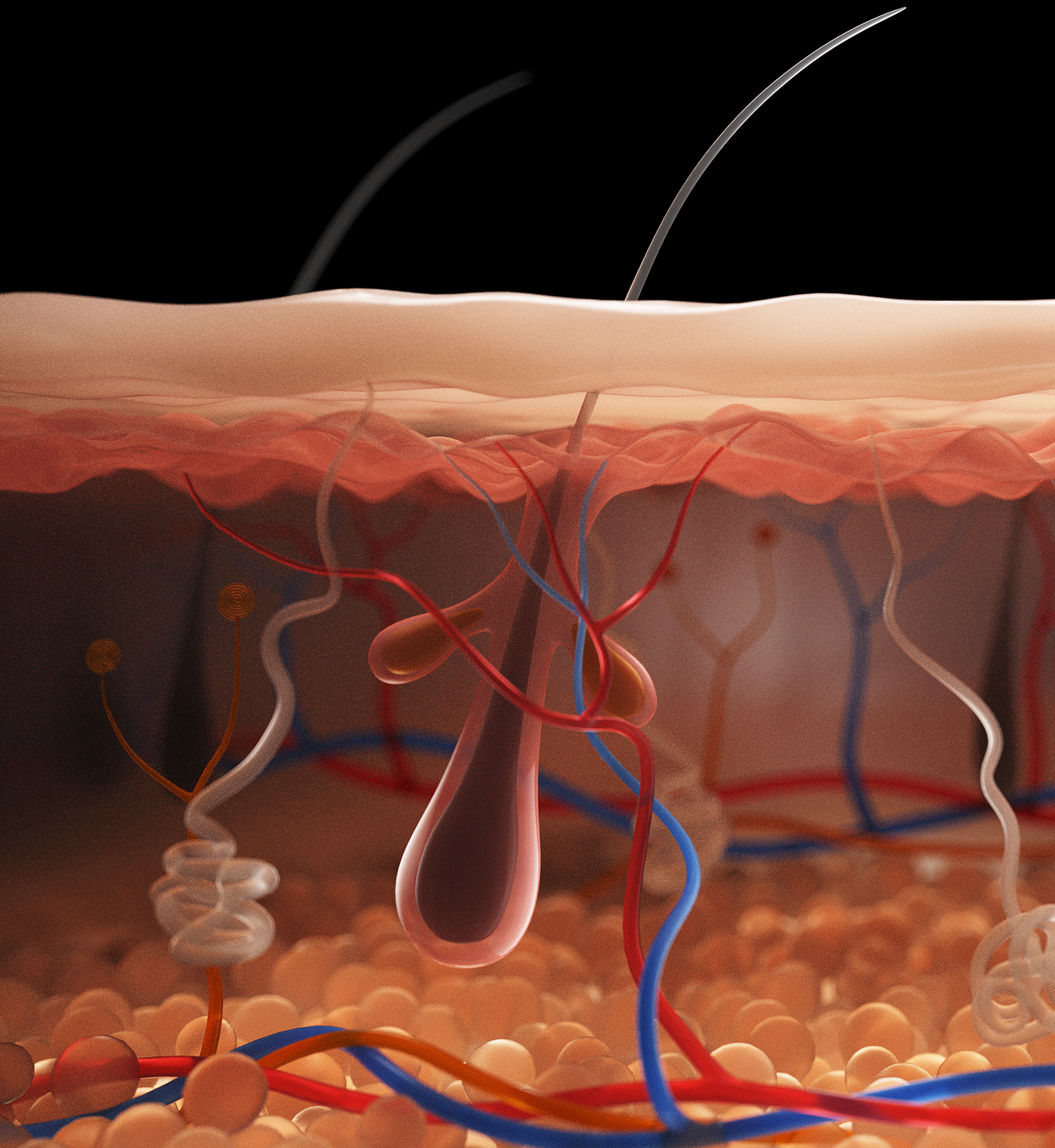 Skin Cross Section 3D model | CGTrader