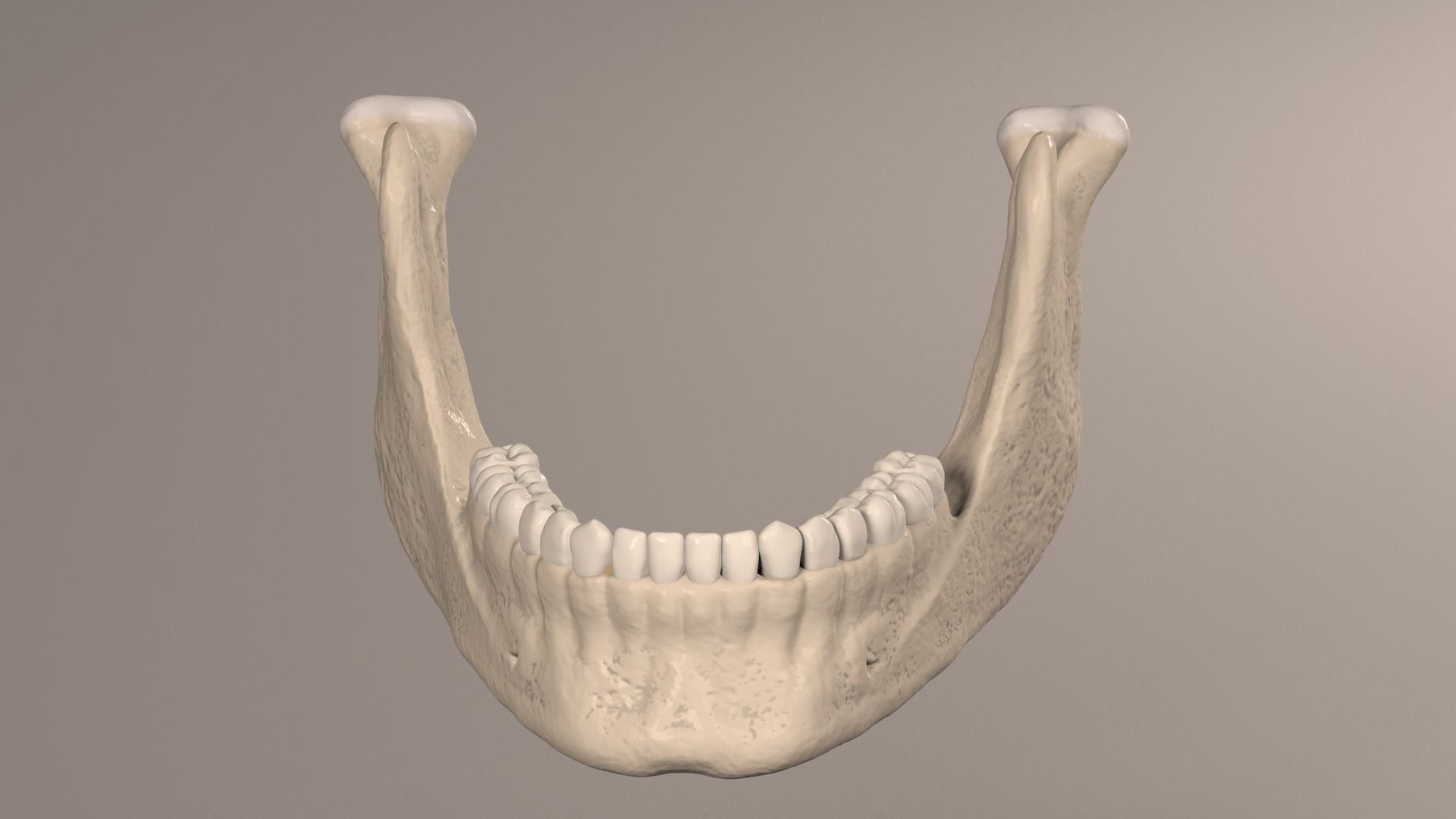 3D model Lower Jaw with Lower Teeth model VR / AR / low-poly | CGTrader