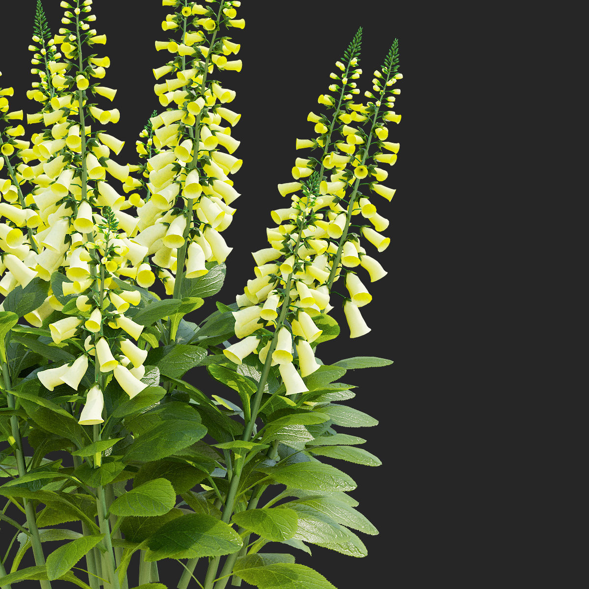 Digitalis purpurea lemoncello 3D model | CGTrader