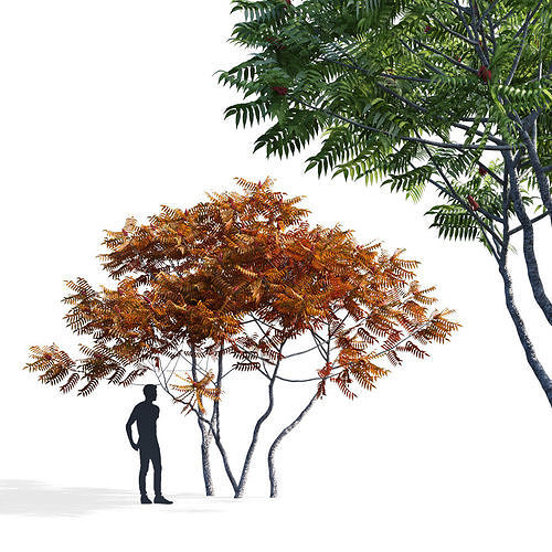 Rhus typhina 2 seasons 3D model | CGTrader
