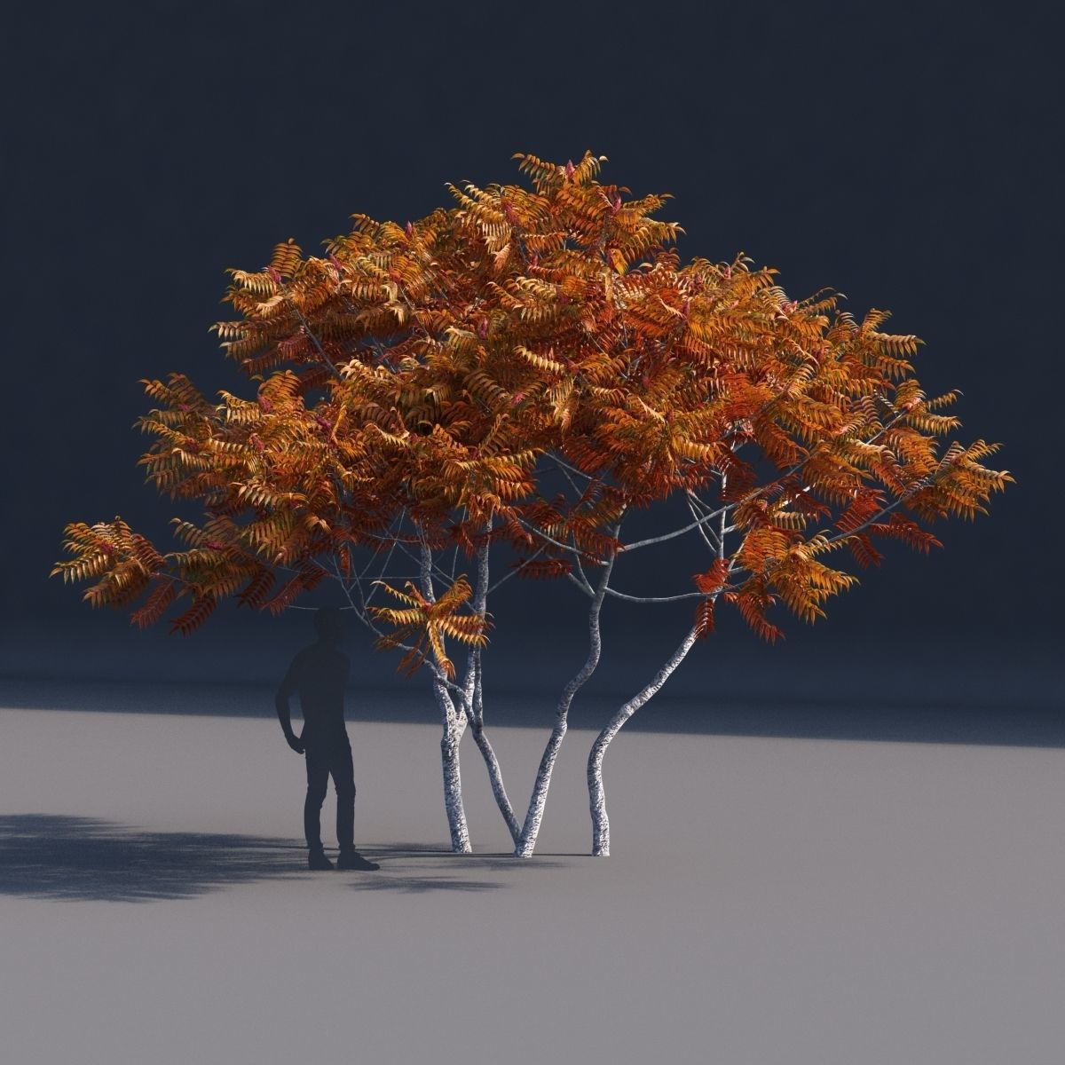 Rhus typhina 2 seasons 3D model | CGTrader