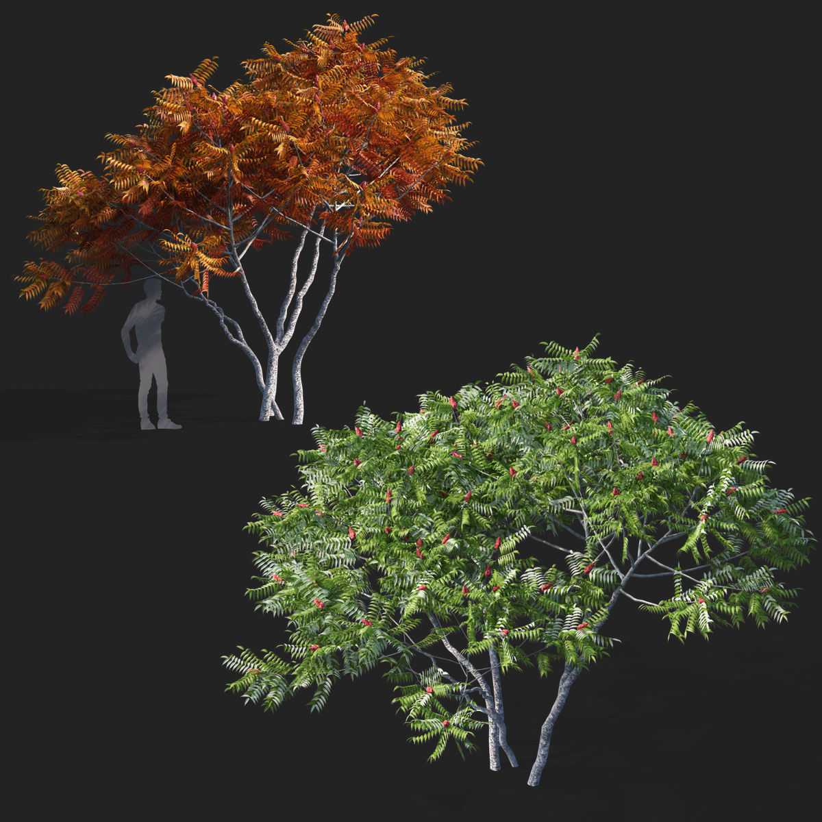 Rhus typhina 2 seasons 3D model | CGTrader