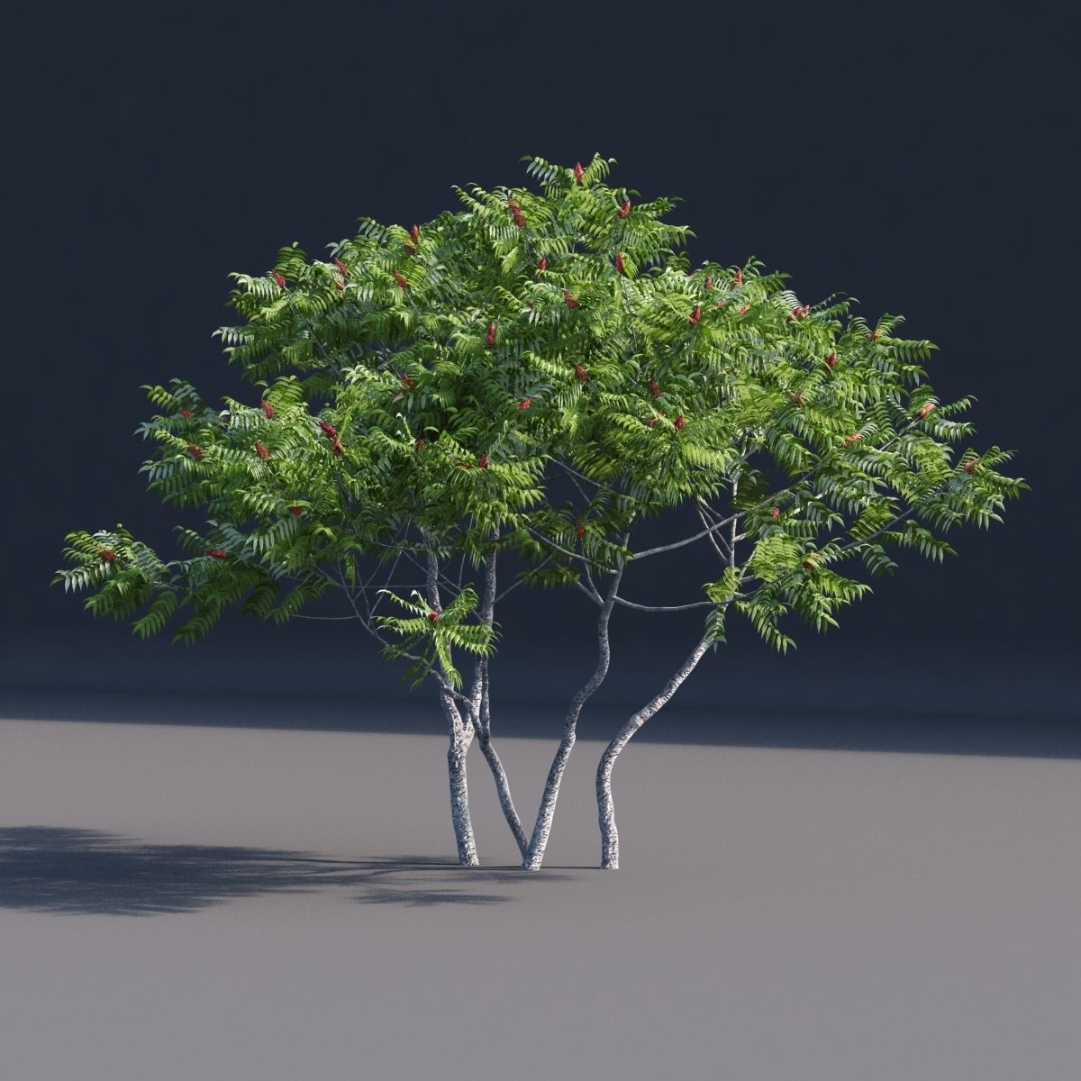 Rhus typhina 2 seasons 3D model | CGTrader