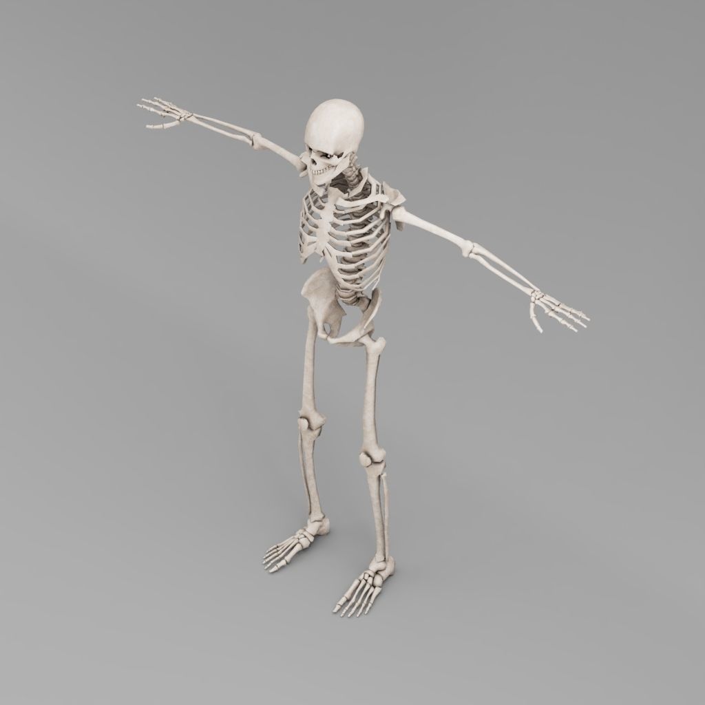 3D model Skeleton System VR / AR / low-poly | CGTrader