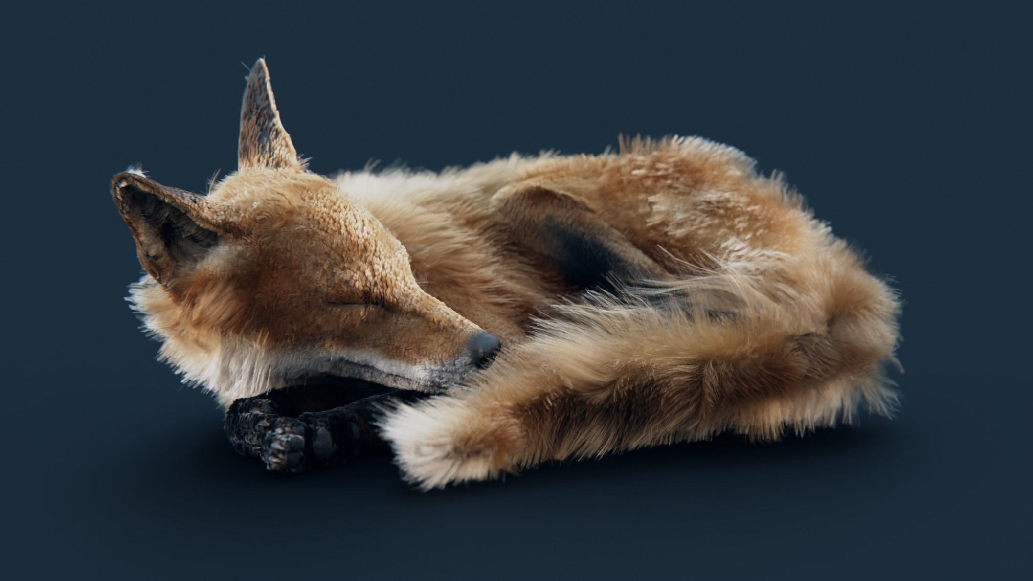 red fox 3D model animated rigged | CGTrader