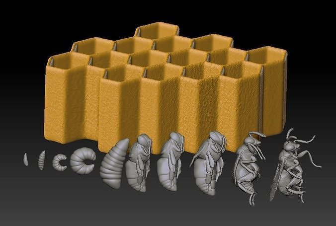 Life cycle of the honey bee 3D model 3D printable | CGTrader