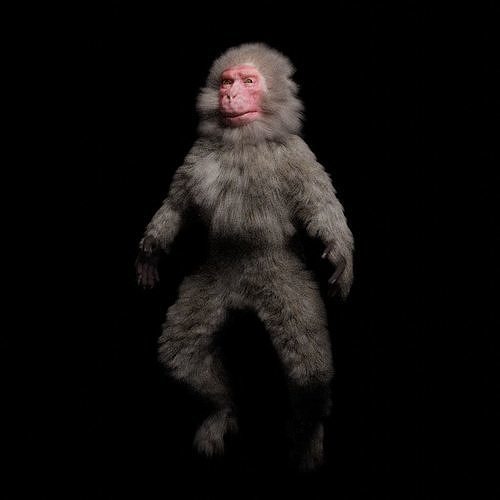 Japanese macaque monkey free 3D model rigged | CGTrader