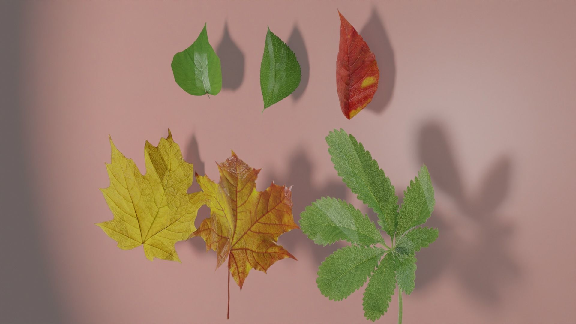 3d models of leafs 3D model | CGTrader