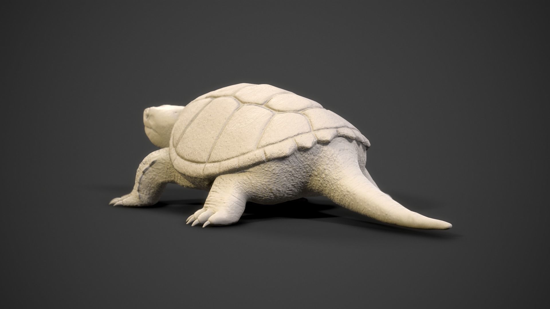 3D model Common Snapping Turtle VR / AR / low-poly | CGTrader