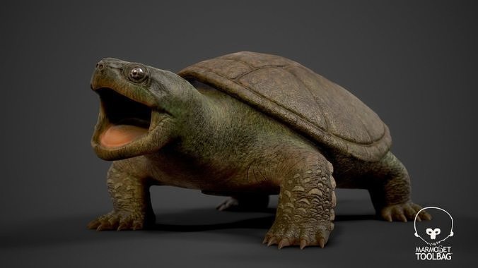 3D model Common Snapping Turtle VR / AR / low-poly | CGTrader