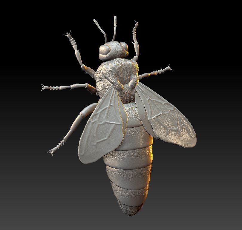 Queen bee 3D model 3D printable | CGTrader