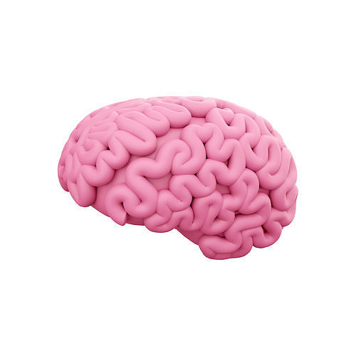 3d brain cartoon 3D model | CGTrader