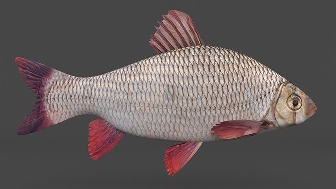 Freshwater Fish 3D model | CGTrader