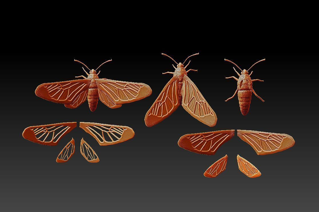 Moths Cosmosoma myrodora 3D model 3D printable | CGTrader