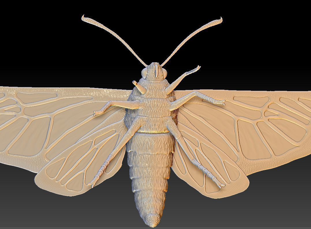 Moths Cosmosoma myrodora 3D model 3D printable | CGTrader
