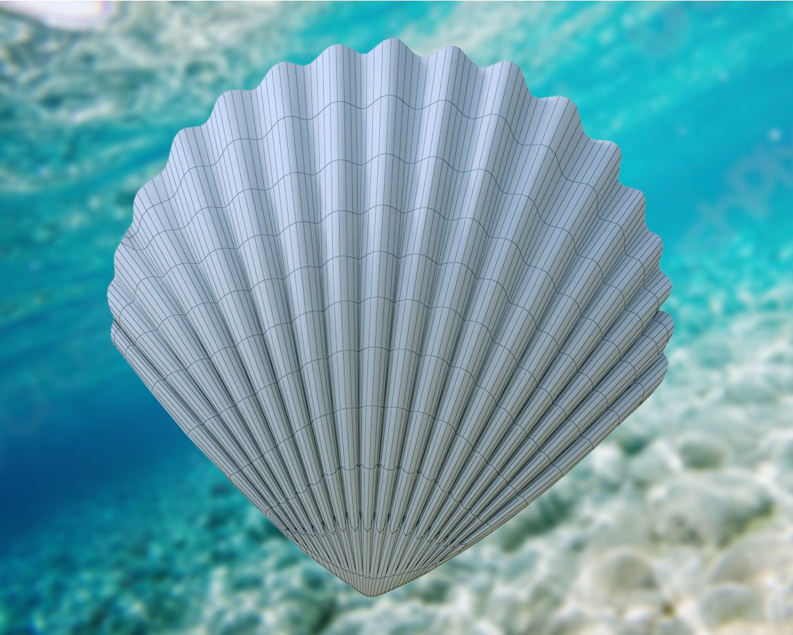 Scallop Seashell 3D model free 3D model | CGTrader