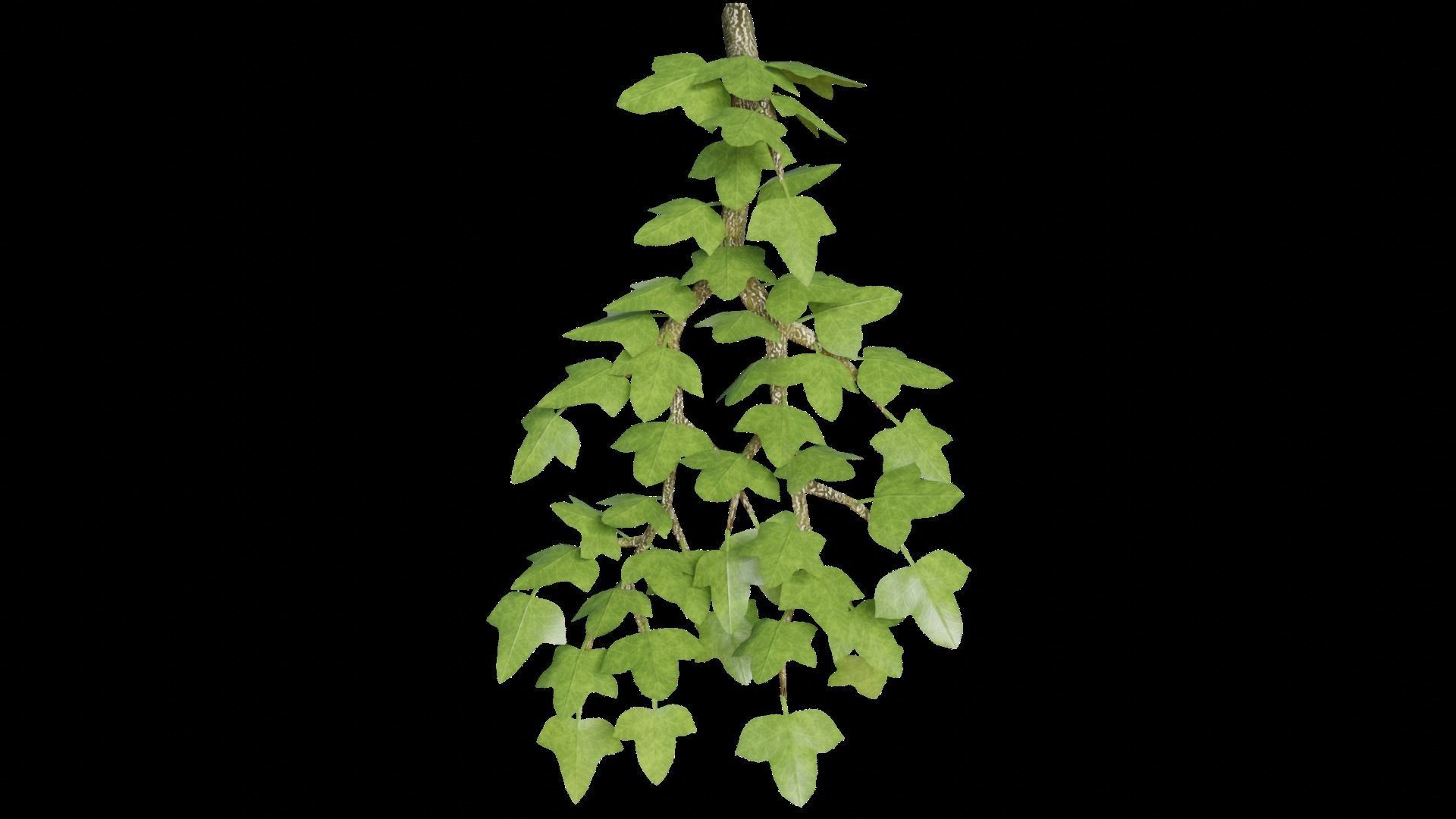 3D model Hanging Ivy Plants VR / AR / low-poly | CGTrader