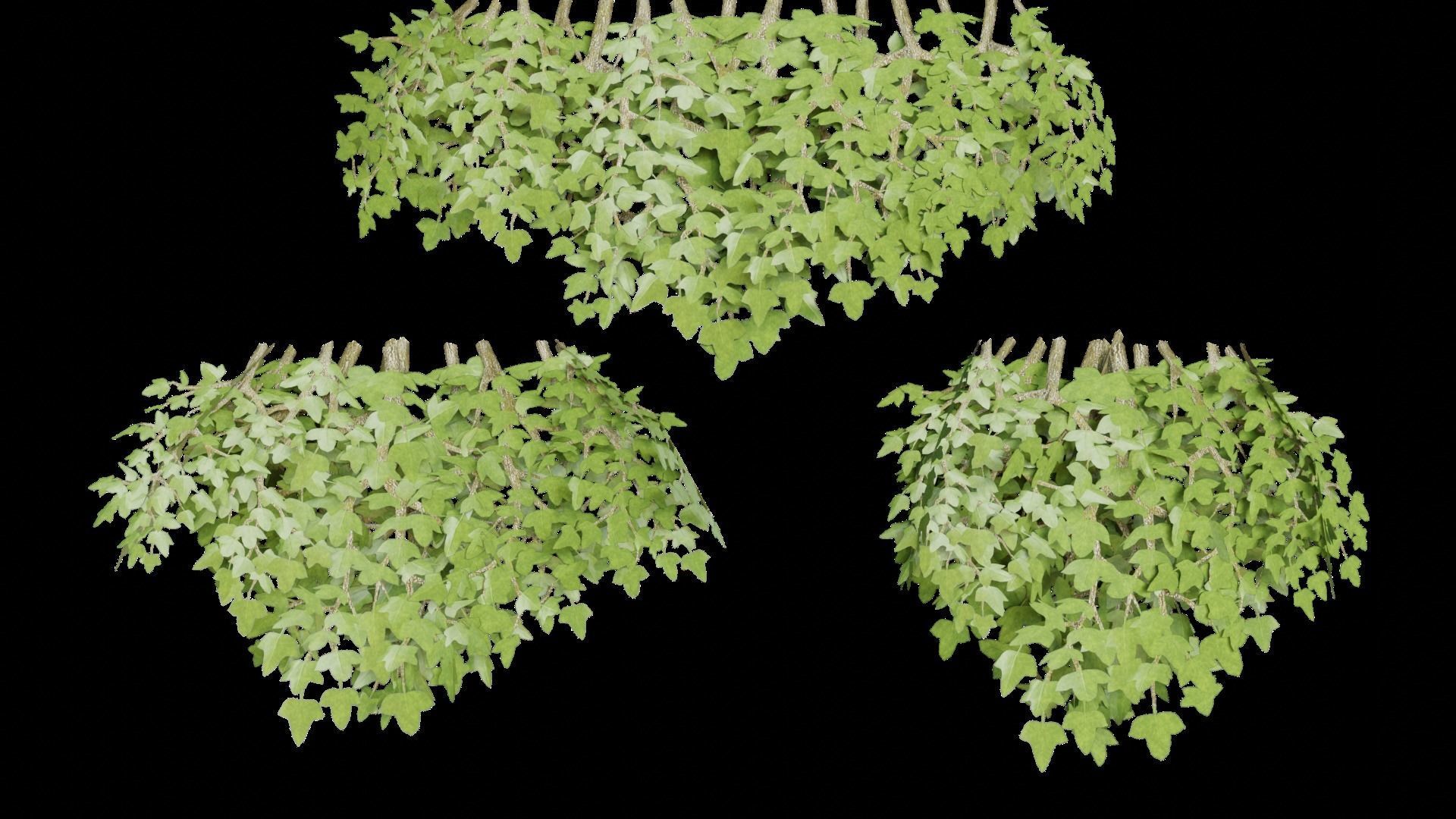 3D model Hanging Ivy Plants VR / AR / low-poly | CGTrader