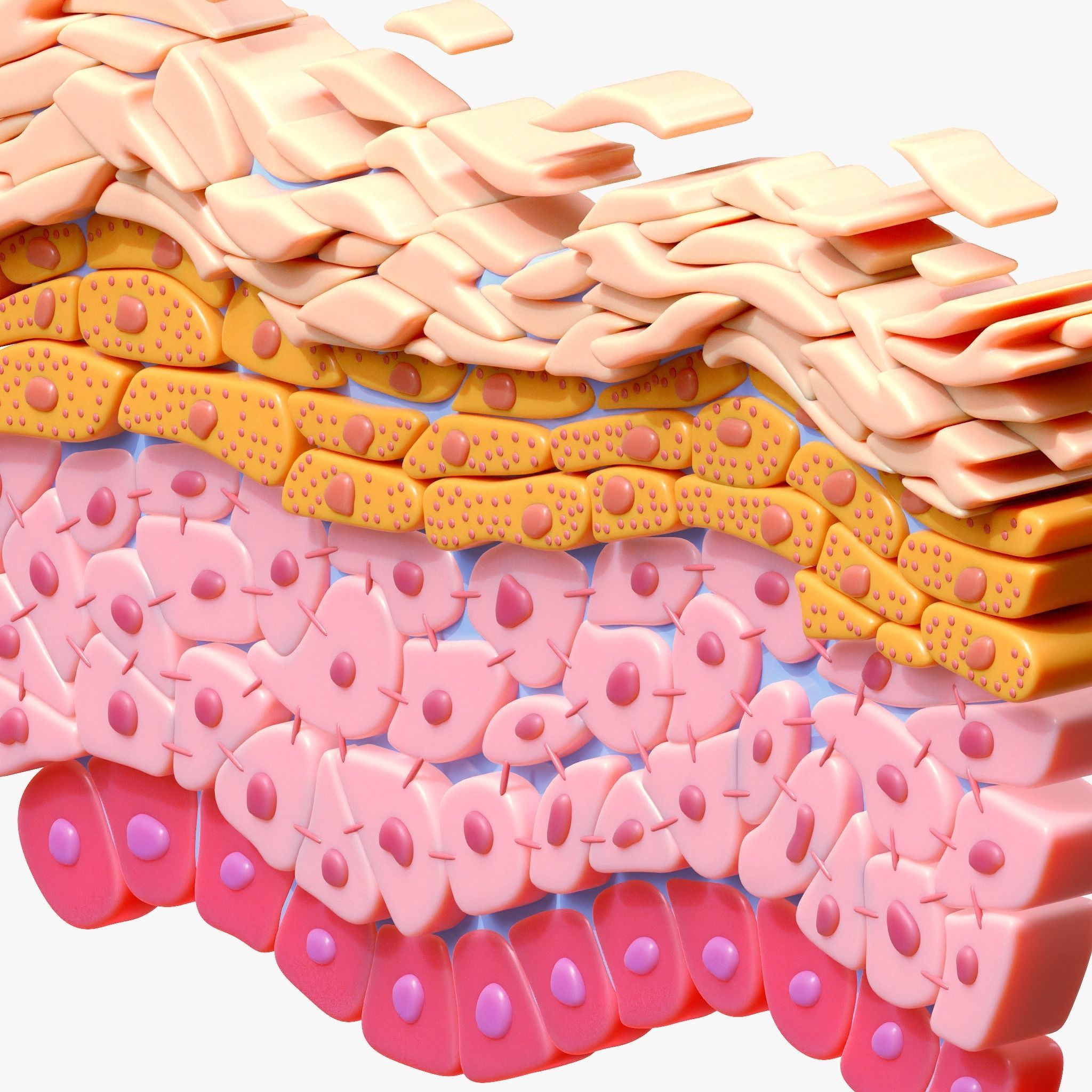 Epidermis Cross Section 3D model | CGTrader
