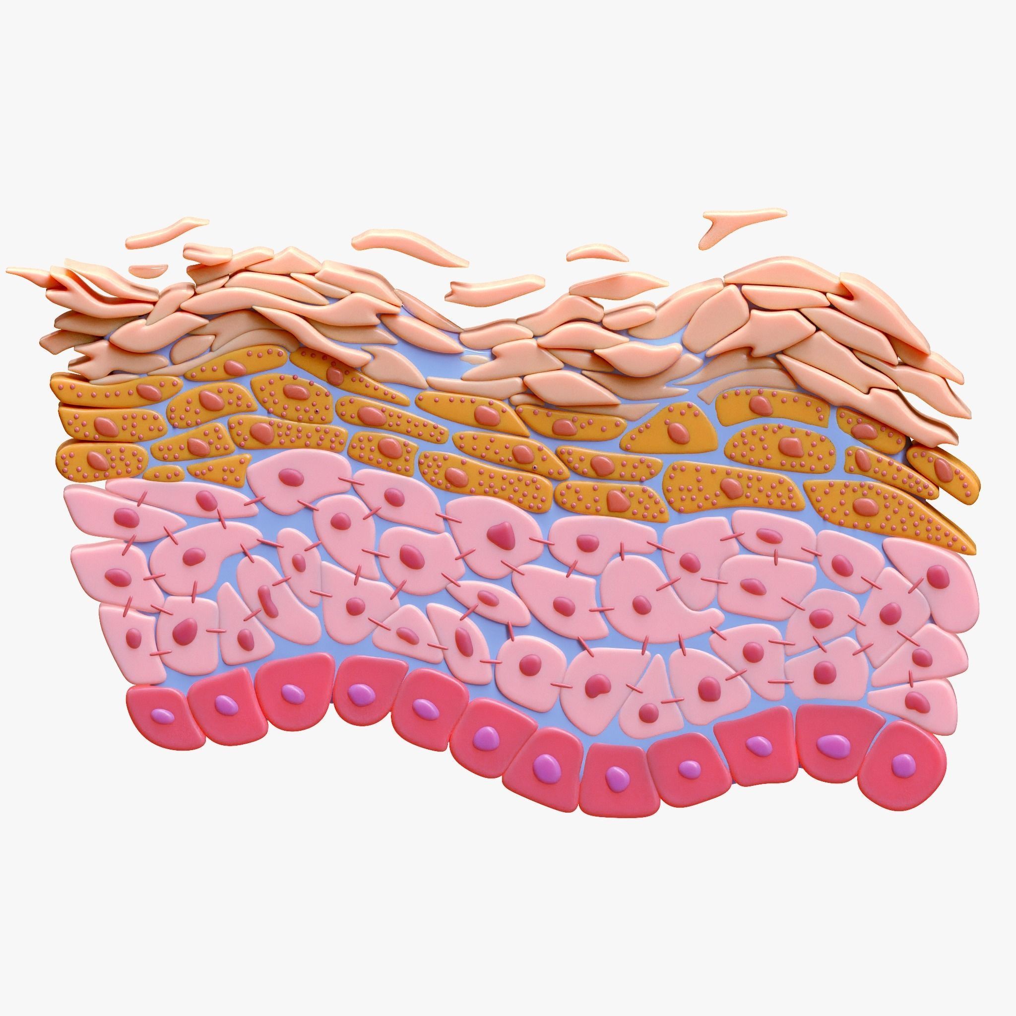 Epidermis Cross Section 3D model | CGTrader