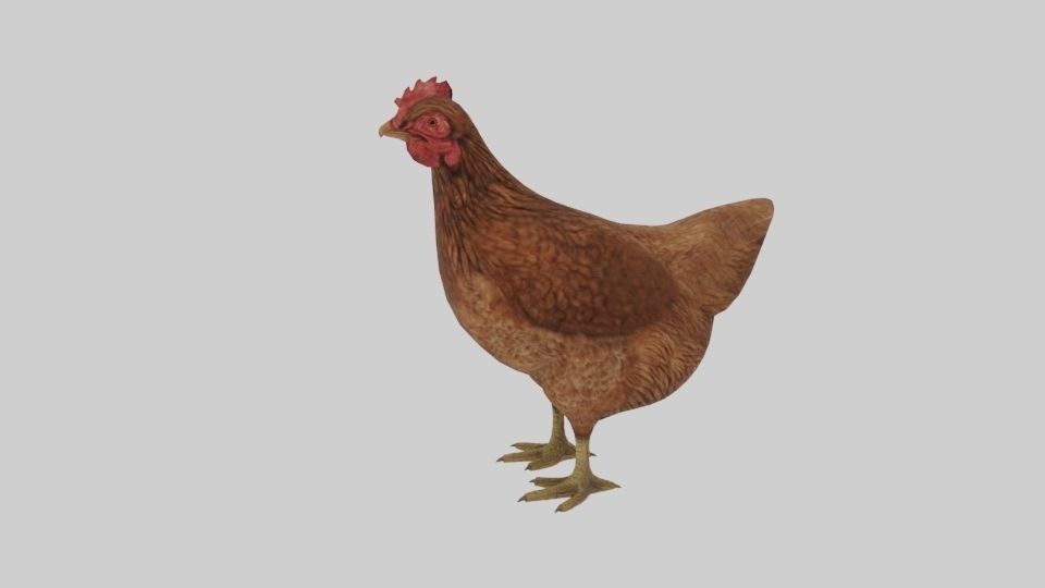 3D model Chicken Animated VFX Grace VR / AR / low-poly | CGTrader
