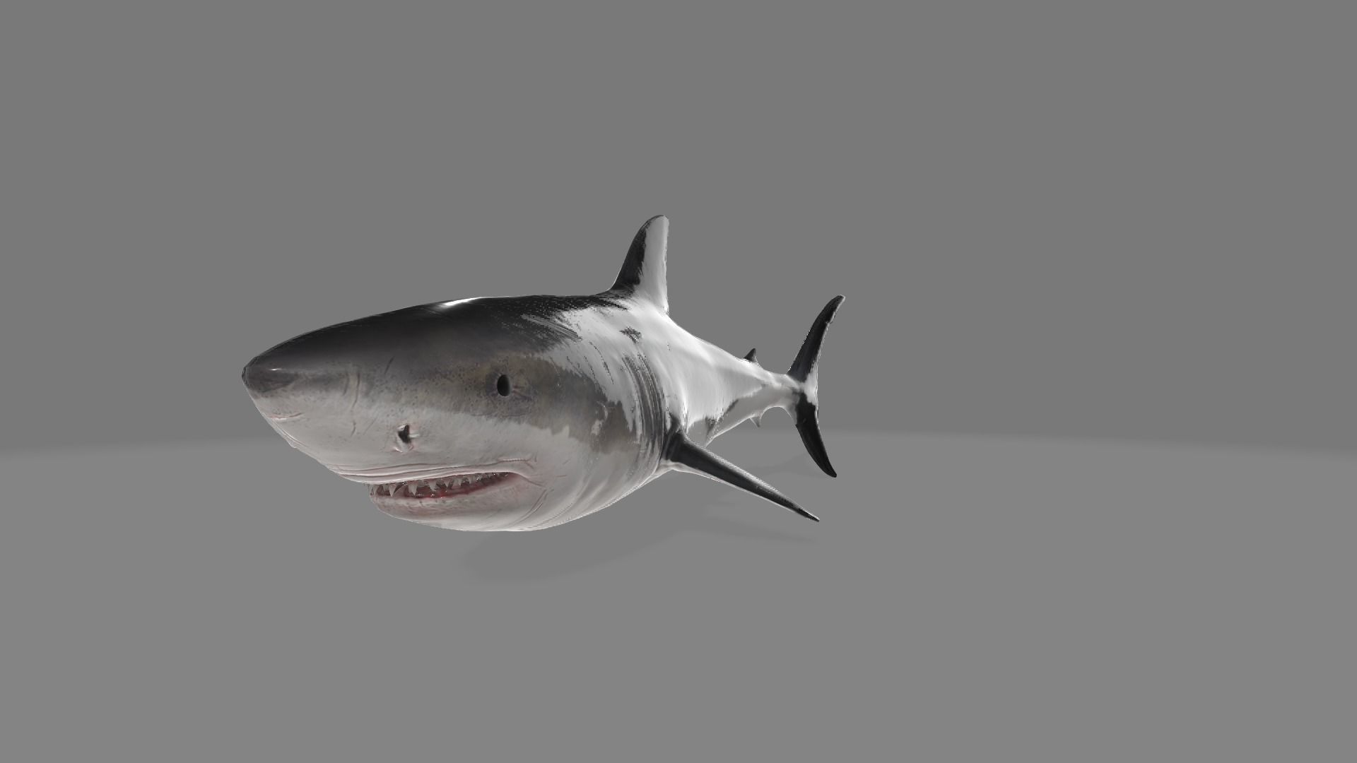 3D model animated shark with high detail VR / AR / low-poly | CGTrader