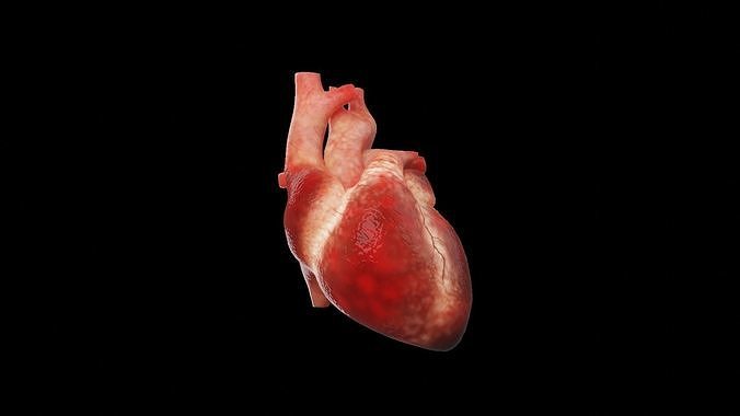 Human heart 3D model | CGTrader