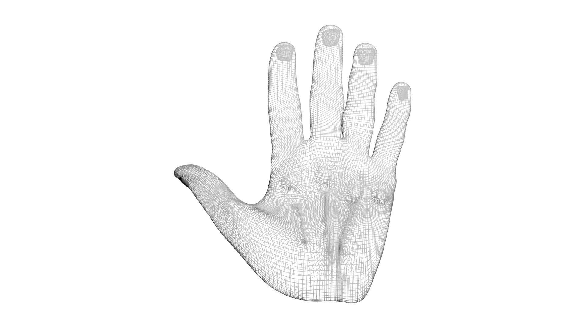 Human Hands 3D model | CGTrader