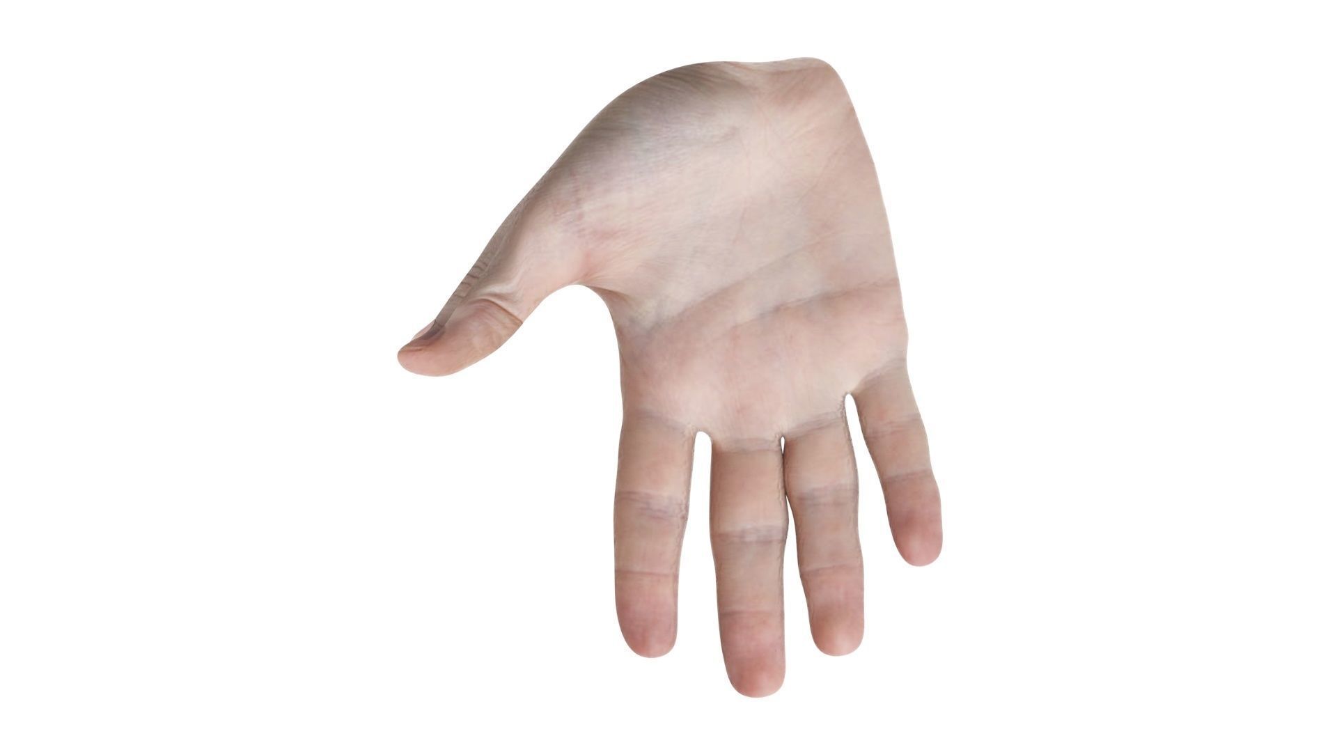 Human Hands 3D model | CGTrader