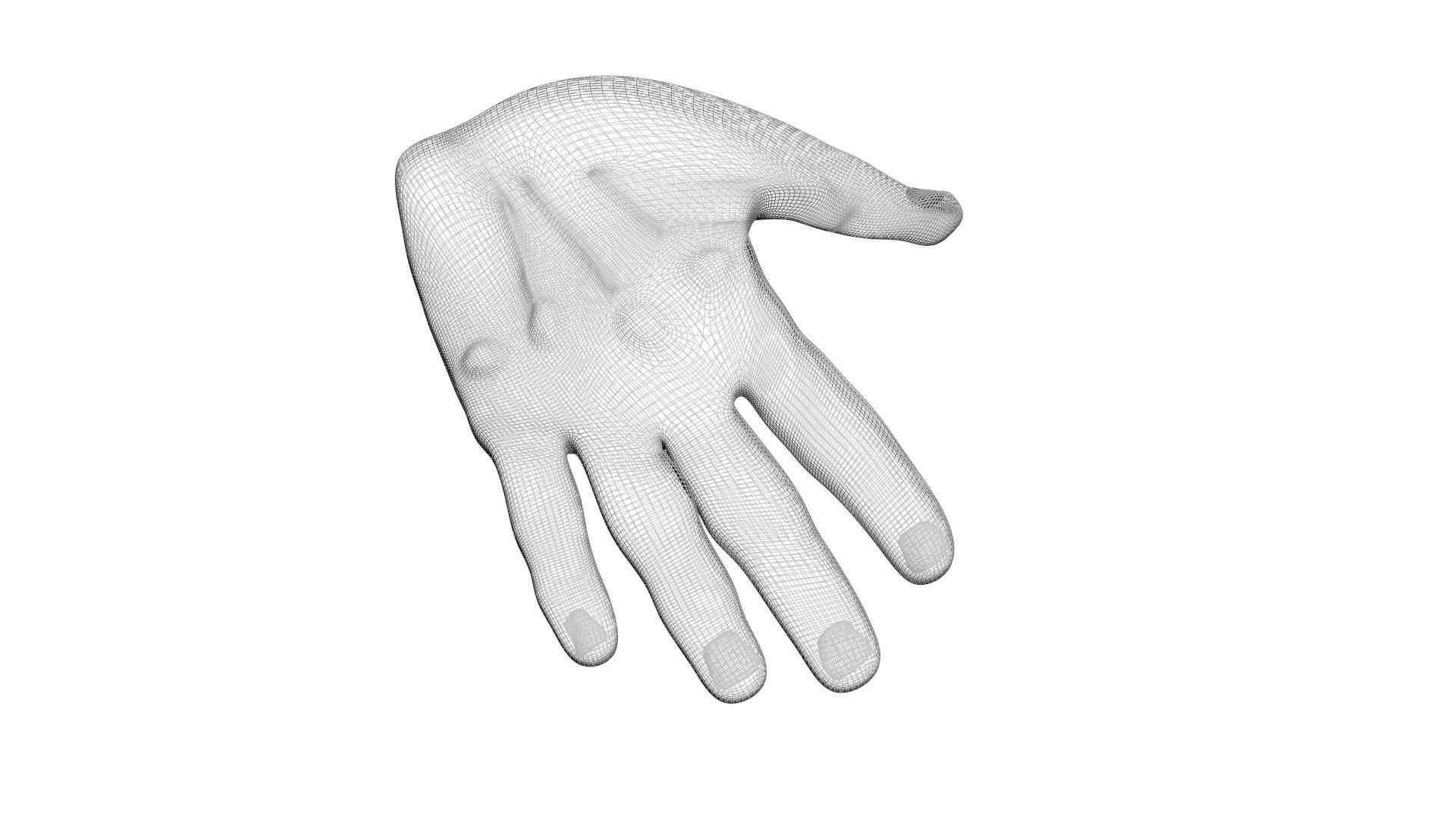 Human Hands 3D model | CGTrader
