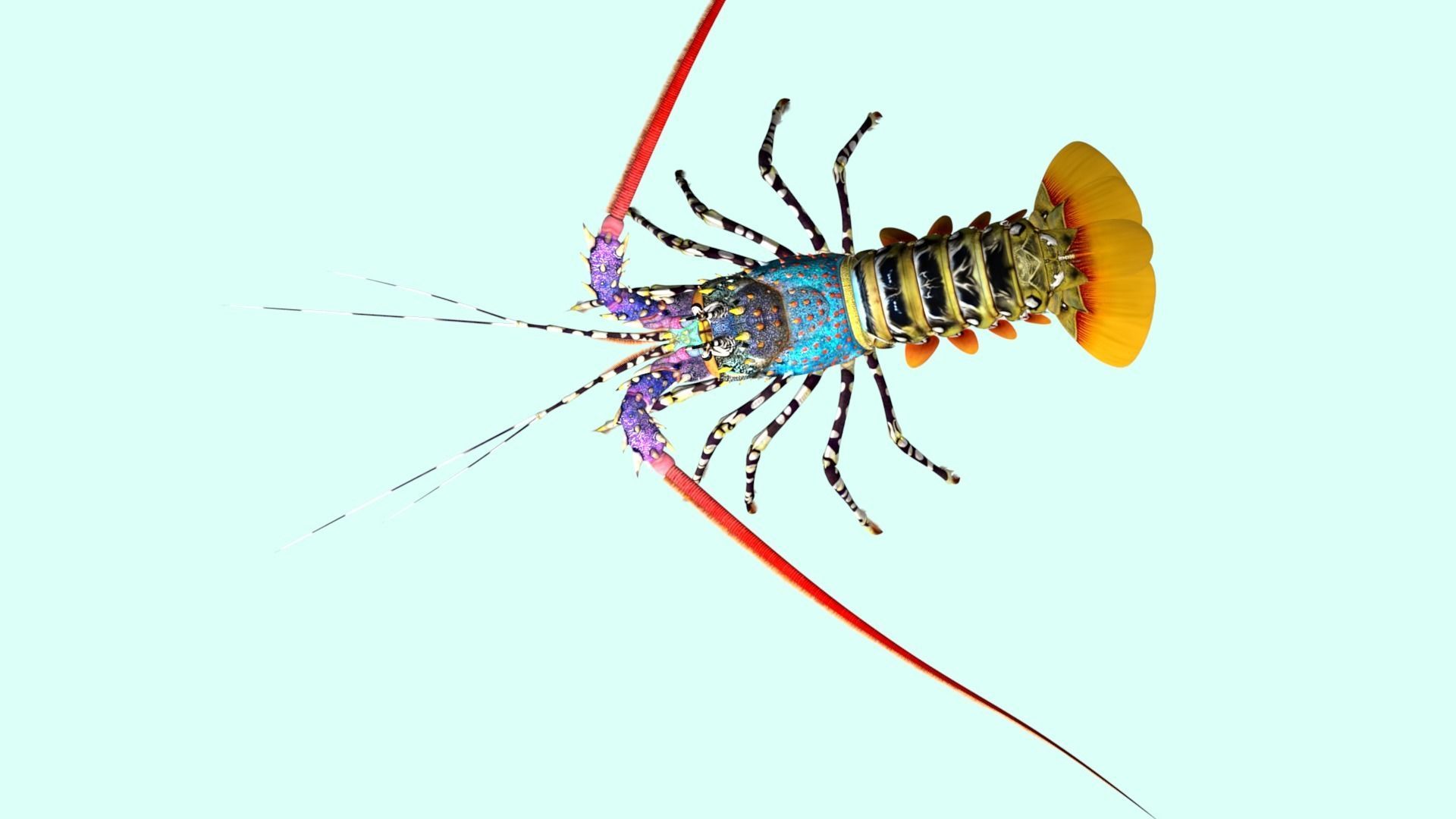 Ornate spiny lobster 3D model | CGTrader