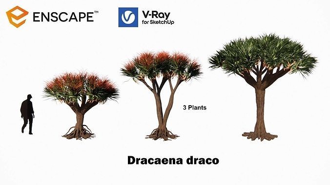 Dracaena draco 3D model | CGTrader