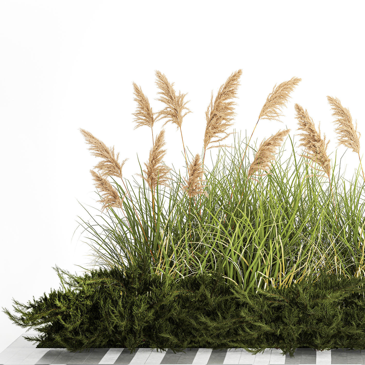 Juniper bushes and pampas grass for landscaping 1171 3D model | CGTrader