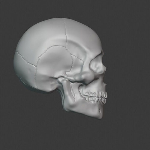 Skull Head 3D model | CGTrader