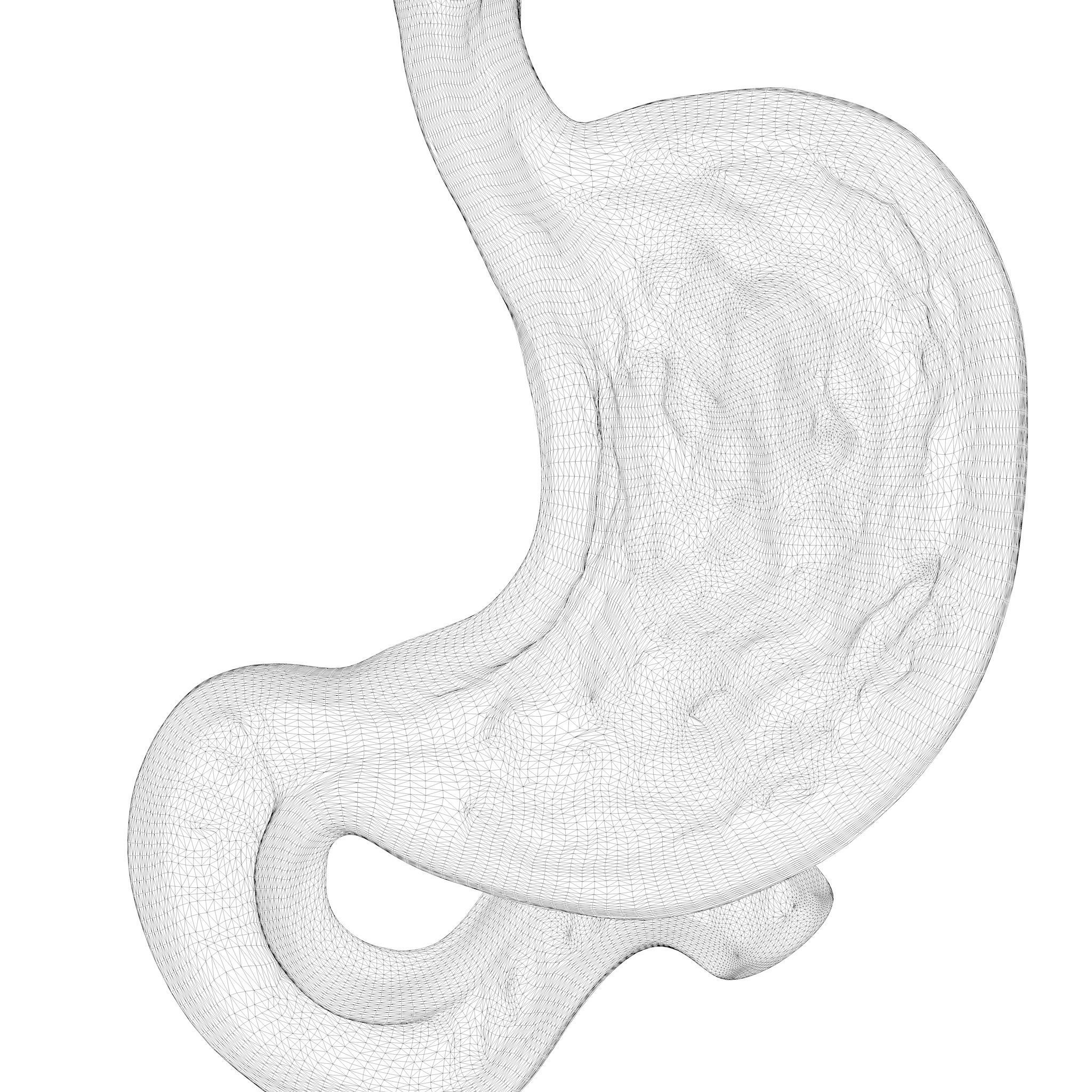 Human Stomach 3D model | CGTrader