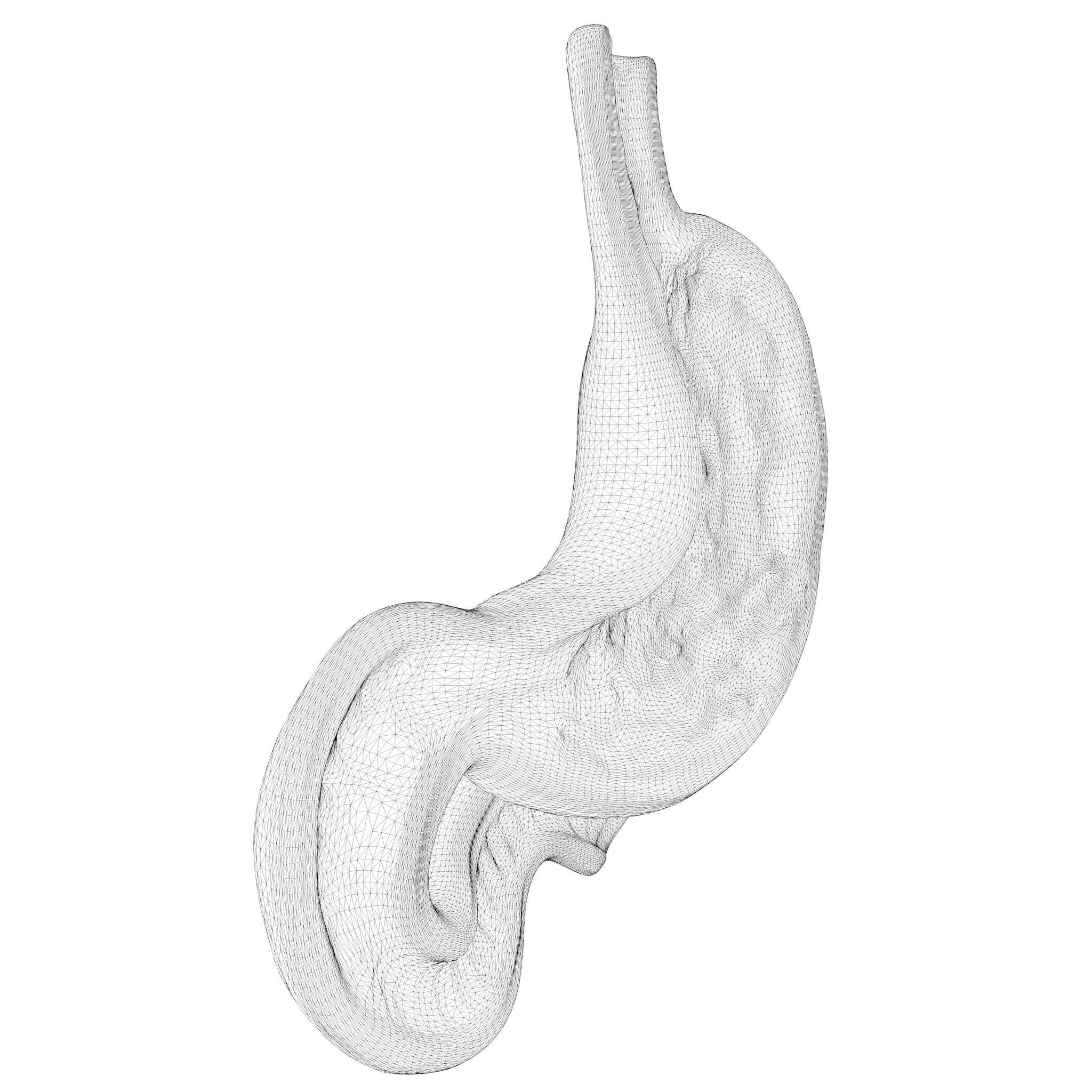 Human Stomach 3D model | CGTrader